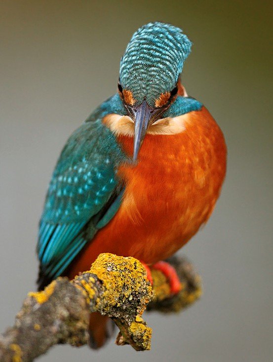 10 Terrific Teal Colour Palette Ideas List – Jennifer Ramirez Baulch